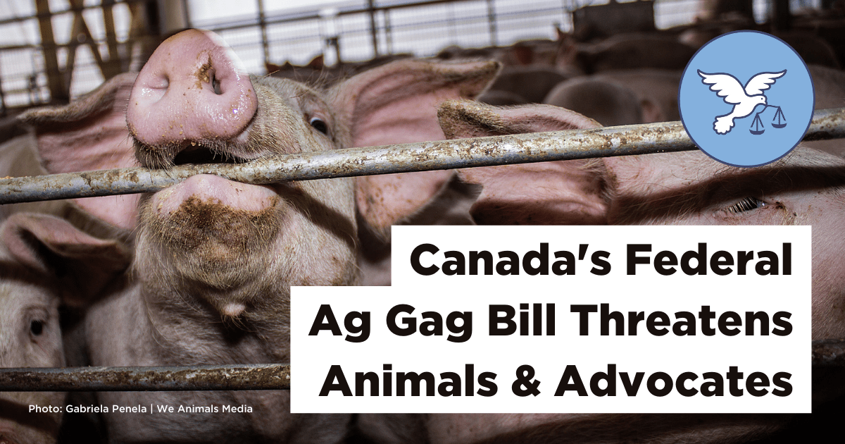 URGENT: Canada's Federal Ag Gag Bill Threatens Animals & Advocates ...