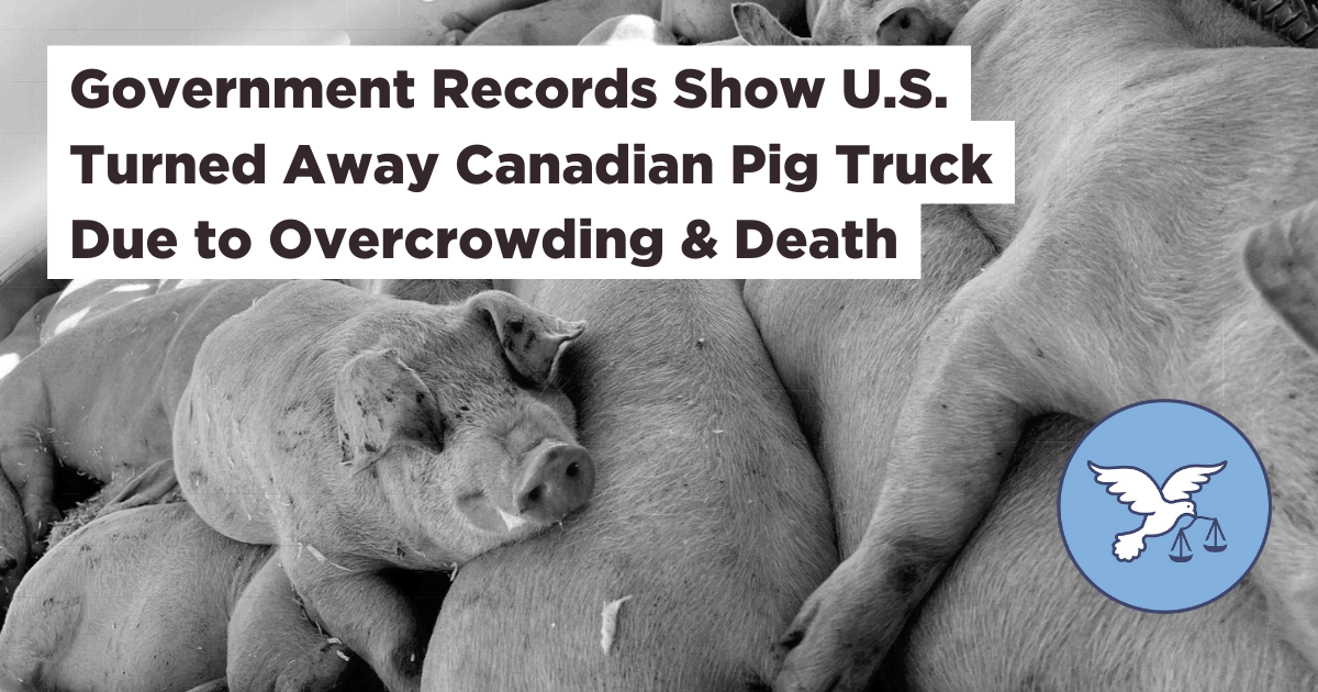 Government Records Show U.S. Turned Away Canadian Pig Truck Due to ...