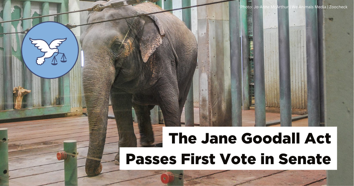 The Jane Goodall Act Passes First Vote in Senate - Animal Justice