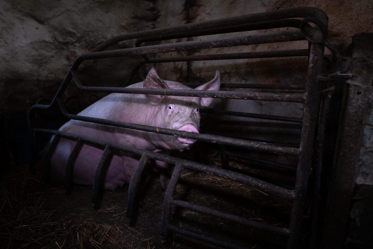 House of Commons Passes Bill That Will End Toxicity Tests on Animals ...
