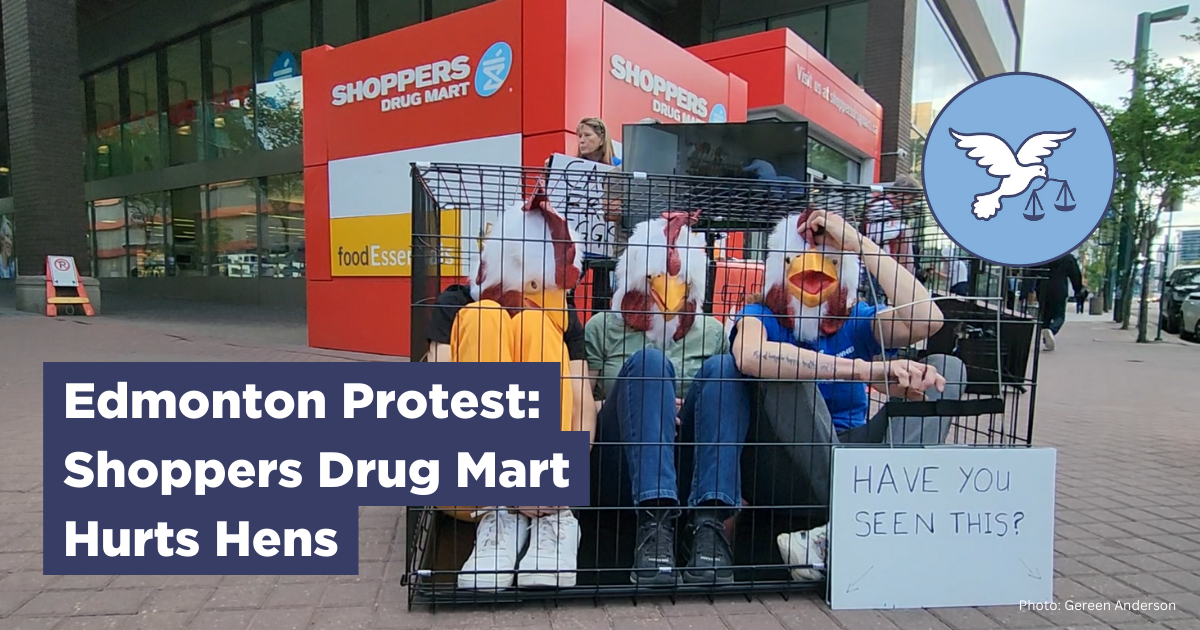 Edmonton Protest: Shoppers Drug Mart Hurts Hens - Animal Justice