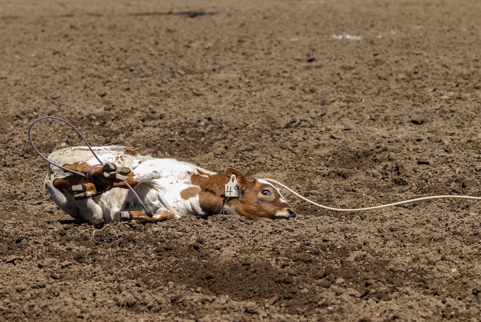 Calgary Stampede Rodeo: Cruelty Dressed Up As Entertainment - Animal ...