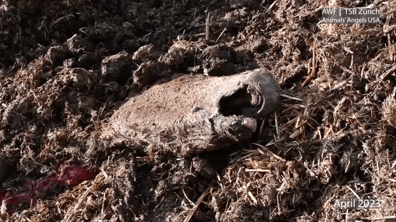 Shocking New Investigation Exposes Widespread Suffering at Bouvry ...