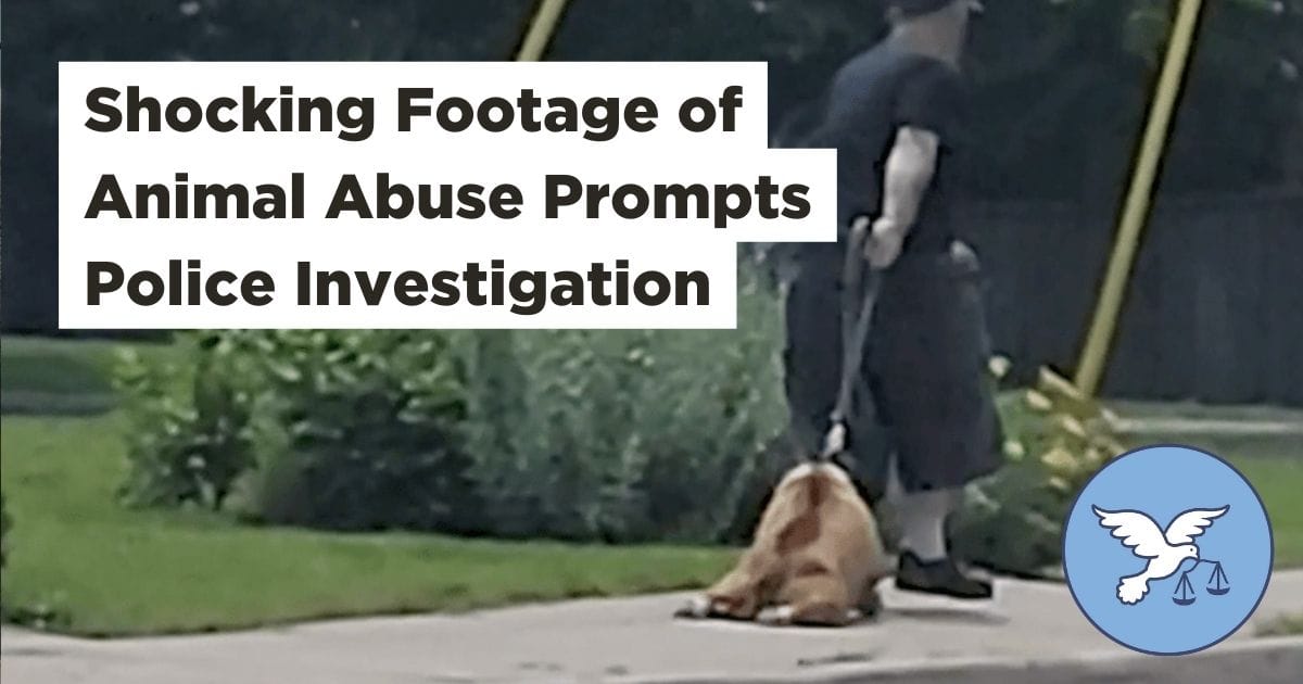 Shocking Footage of Animal Abuse Prompts Police Investigation - Animal ...
