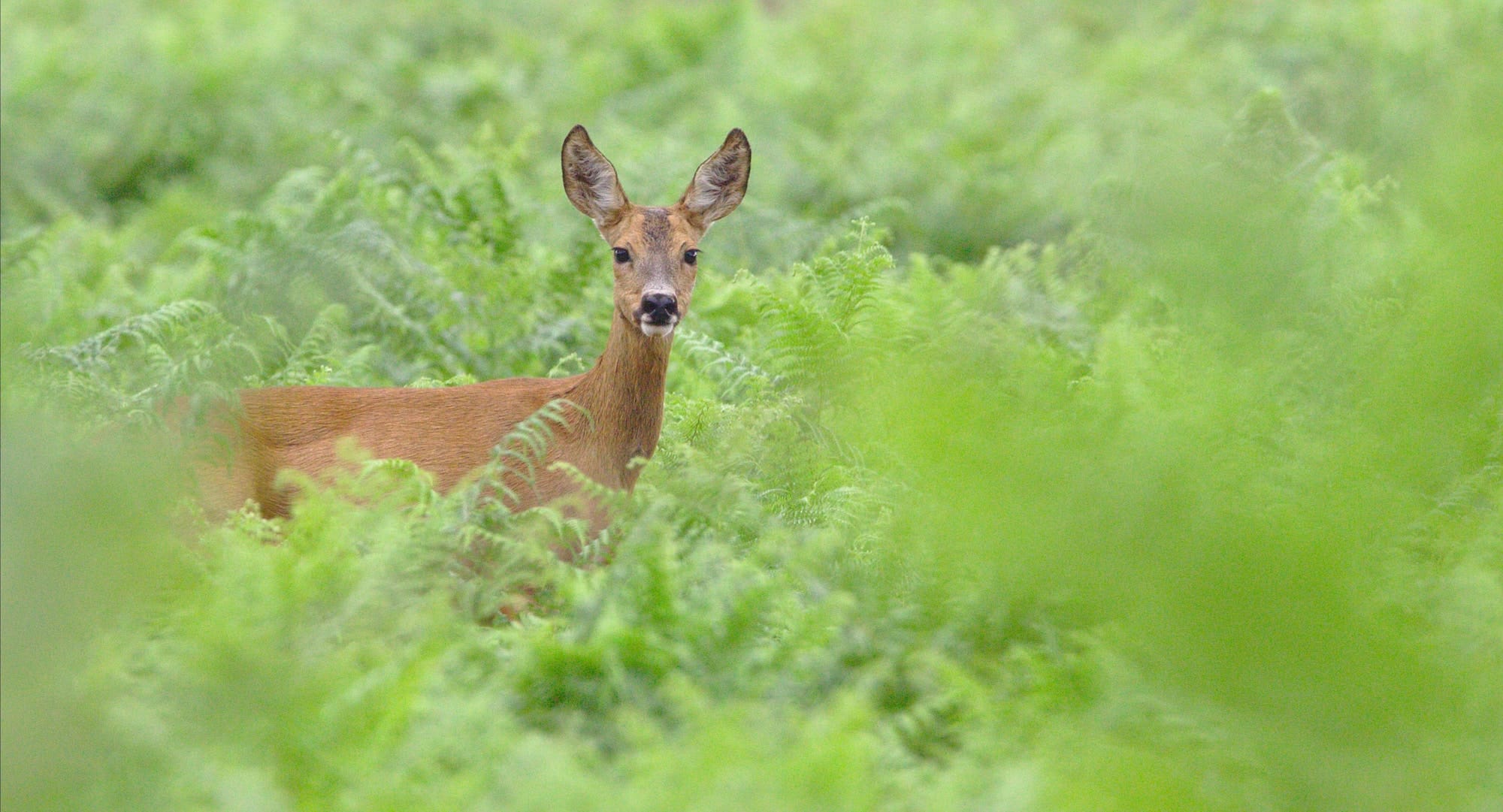 Animal Justice Files Complaint Against Police for Bludgeoning Deer with ...
