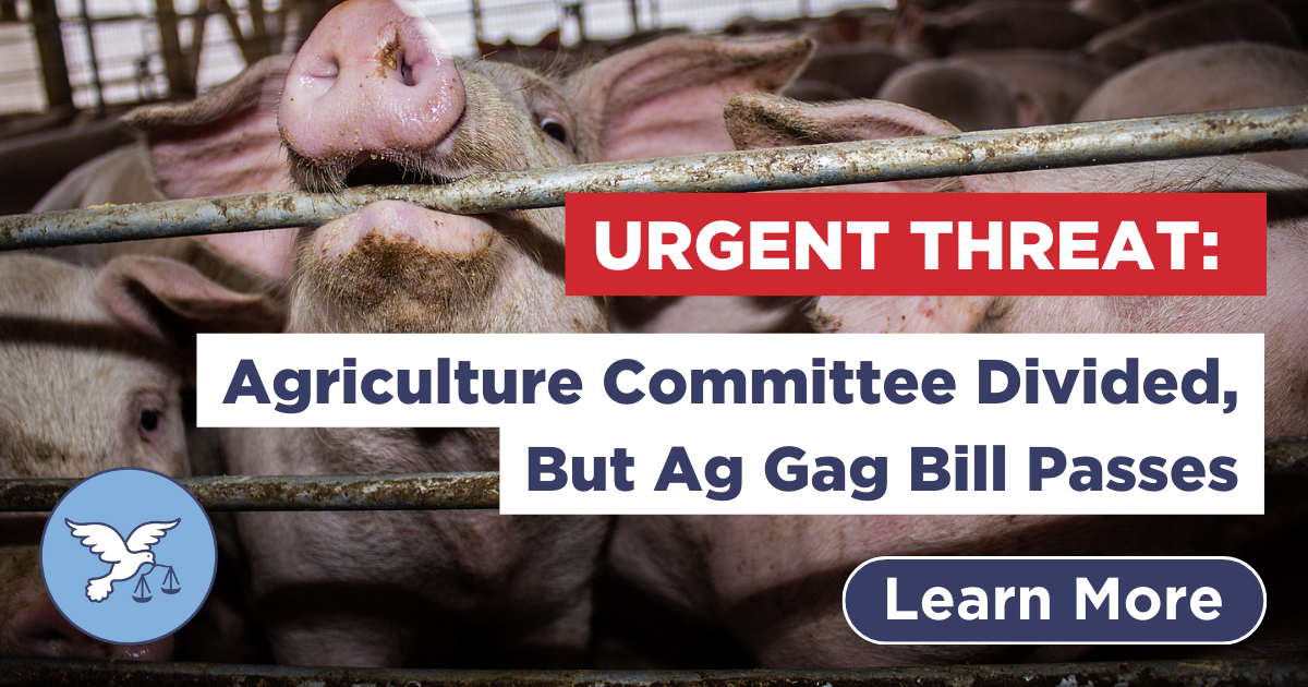 URGENT THREAT: Agriculture Committee Divided, But Ag Gag Bill Passes - Animal Justice