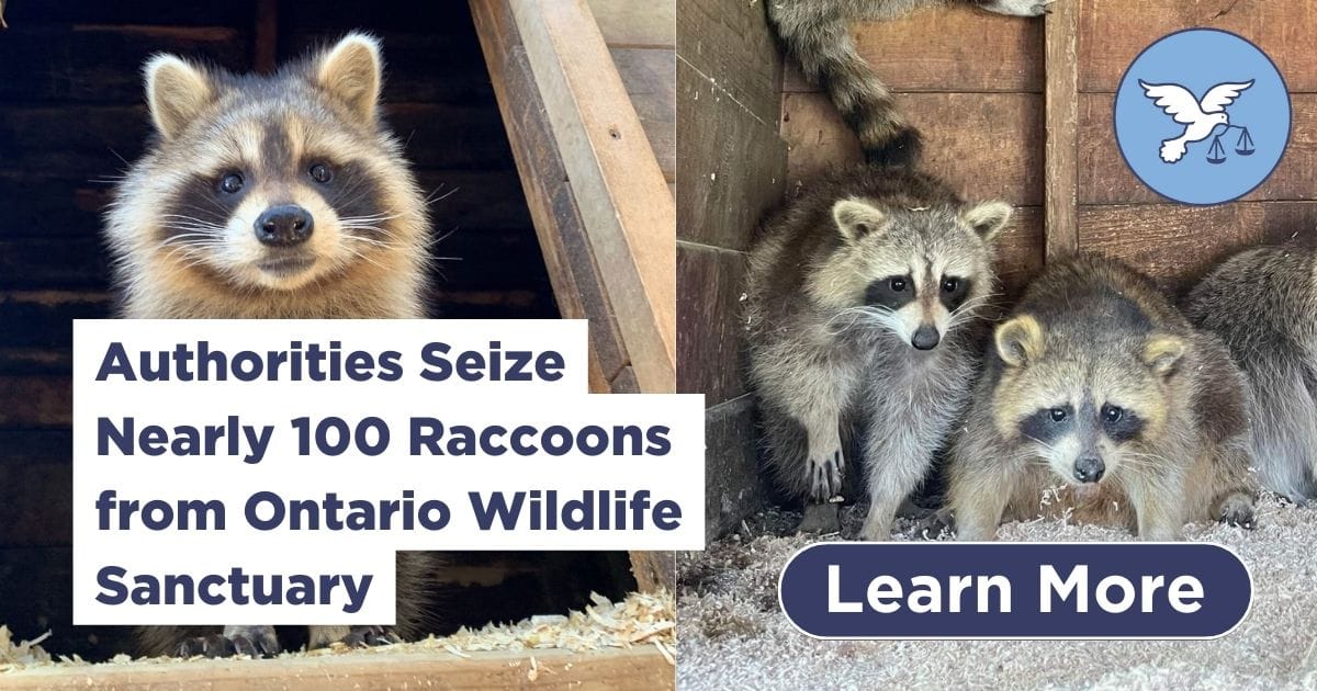 Authorities Seize Nearly 100 Raccoons from Ontario Wildlife Sanctuary ...