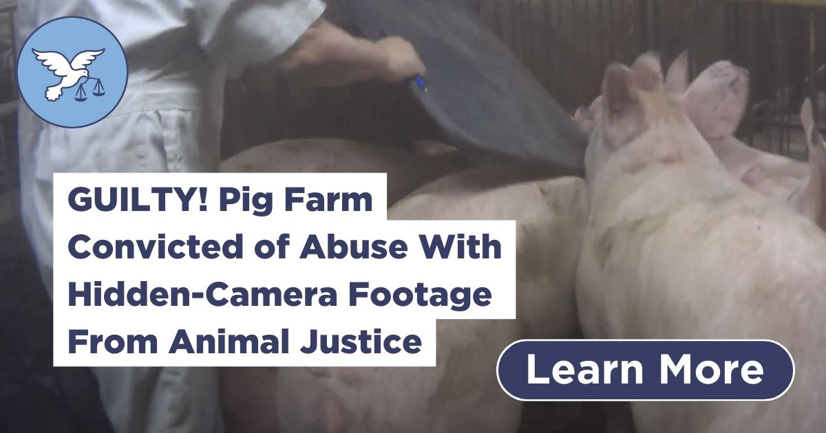 GUILTY! Pig Farm Convicted of Abuse With Hidden-Camera Footage From ...