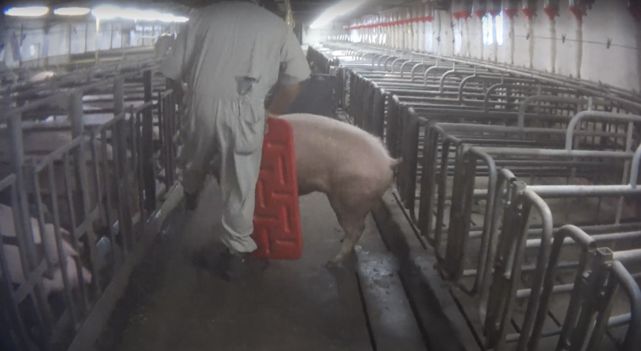 GUILTY! Pig Farm Convicted of Abuse With Hidden-Camera Footage From ...
