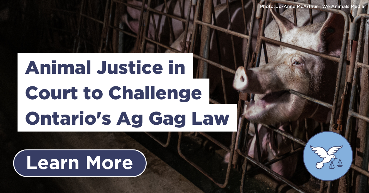 Animal Justice will be in Court to Challenge Ontarios Ag Gag Law.