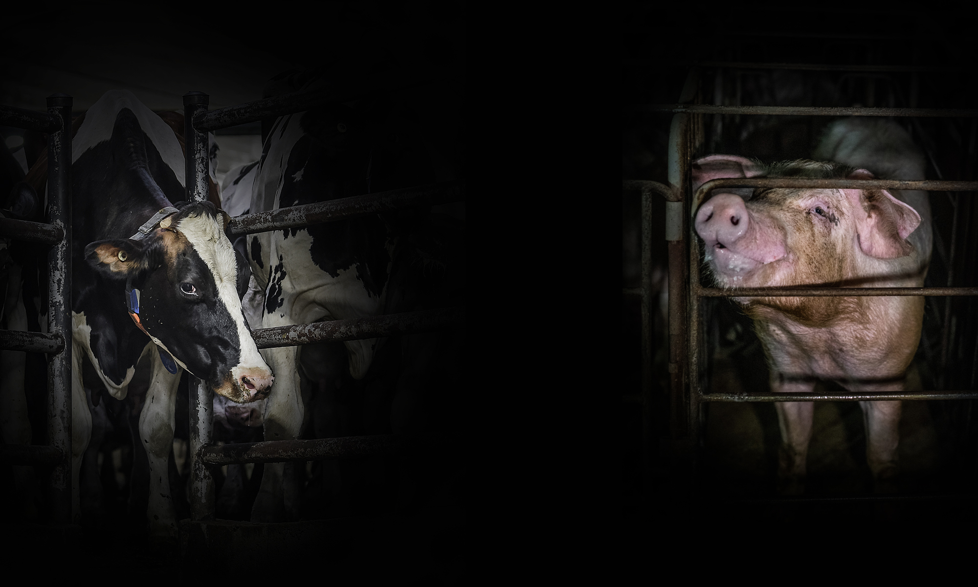 Animal Justice: Canada’s National Animal Law Advocacy Organization