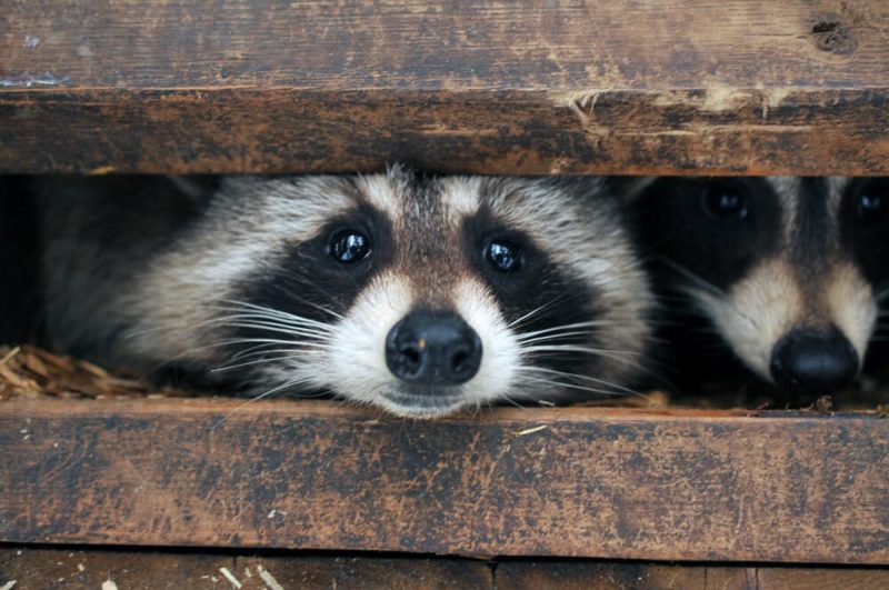 Authorities Seize Nearly 100 Raccoons from Ontario Wildlife Sanctuary ...