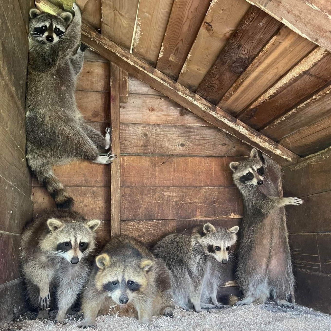 Authorities Seize Nearly 100 Raccoons from Ontario Wildlife Sanctuary ...