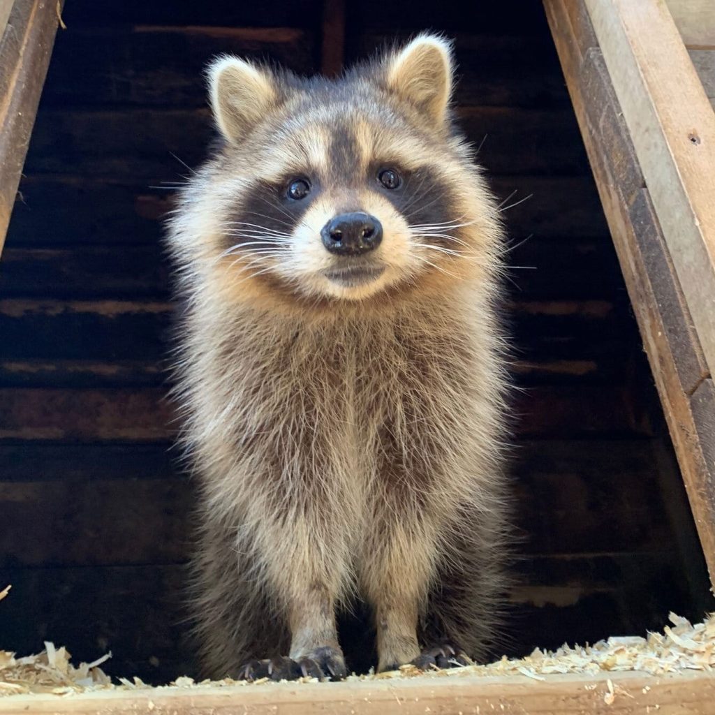 Authorities Seize Nearly 100 Raccoons from Ontario Wildlife Sanctuary ...