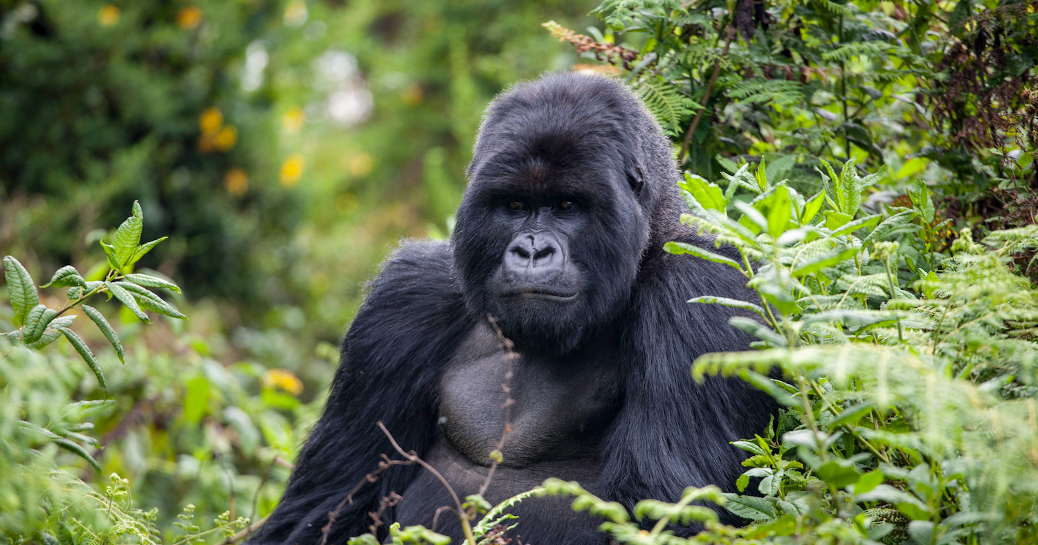 Blog - Page 2 of 85 - Animal Justice