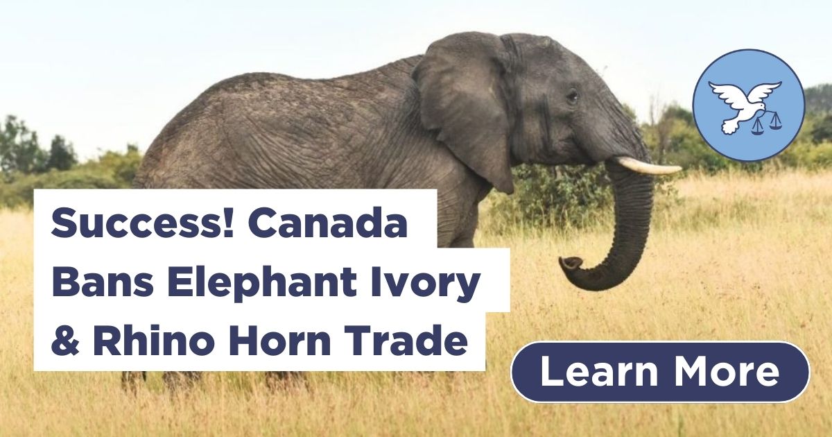 Success! Canada Bans Elephant Ivory & Rhino Horn Trade - Animal Justice