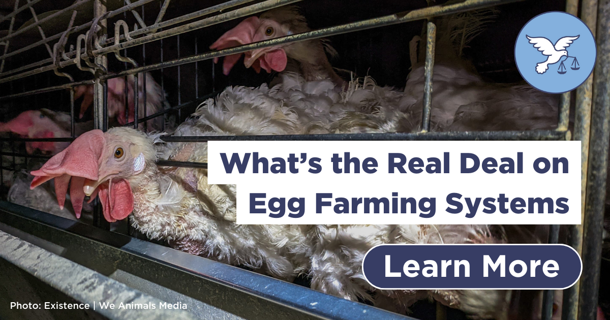 Understanding the Labels: What’s the Real Deal on Egg Farming Systems ...
