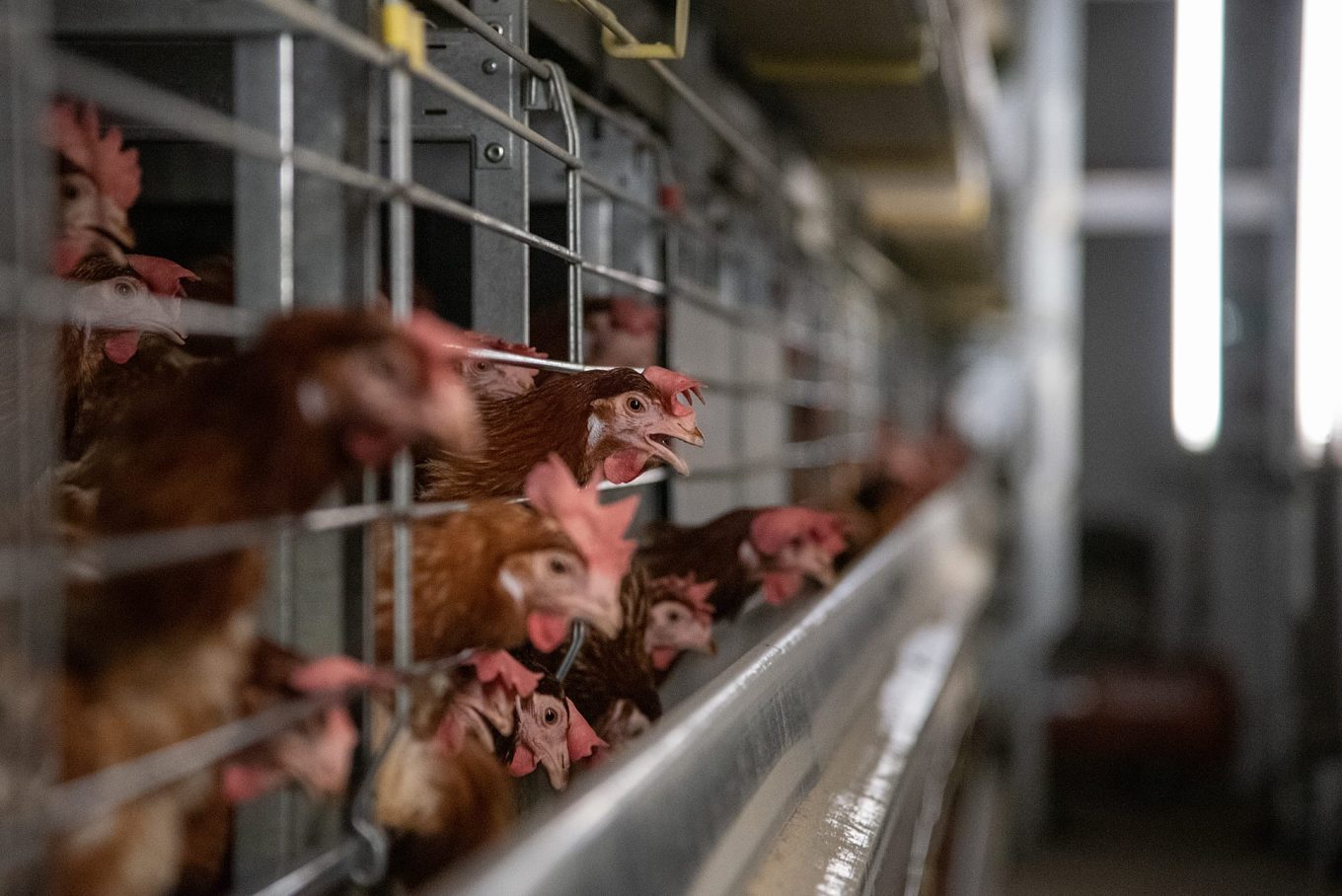 Stagnation in Loblaw's Cage-Free Commitment - Animal Justice