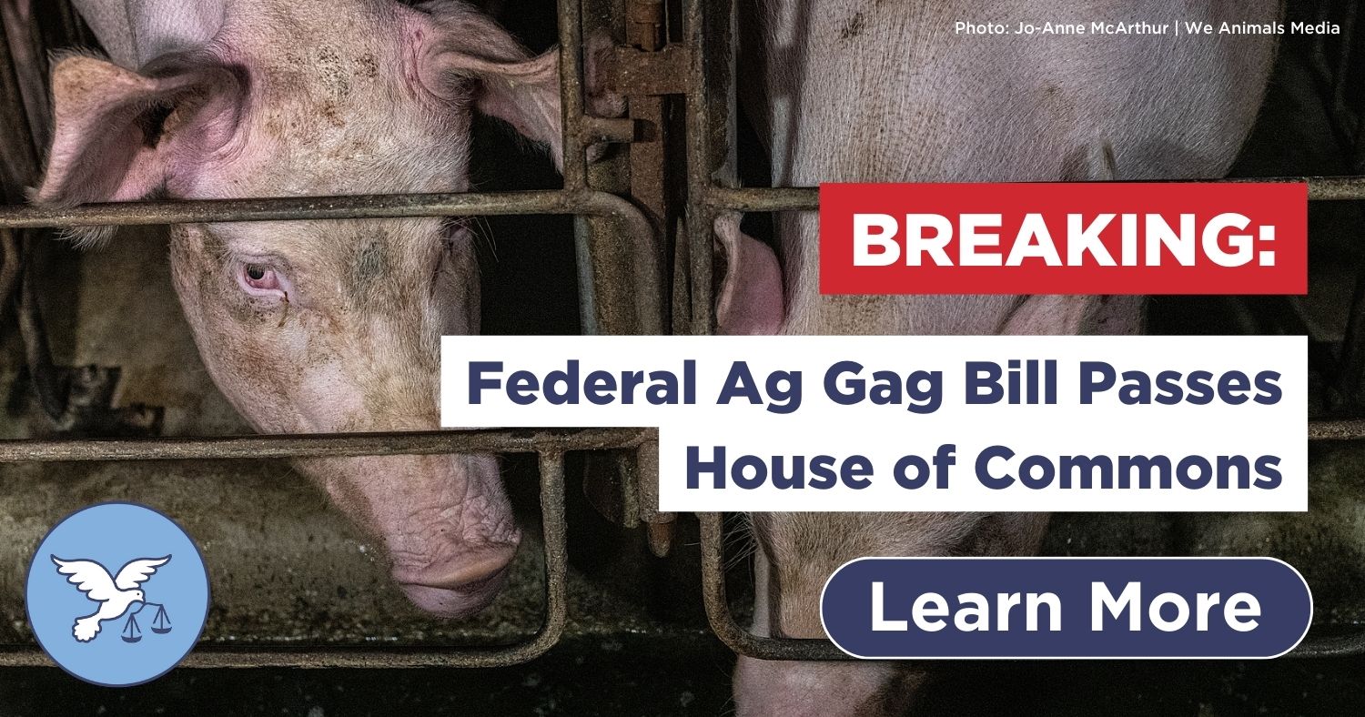 Federal Ag Gag Bill Passes House of Commons - Animal Justice