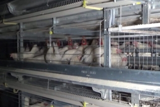 Understanding the Labels: What’s the Real Deal on Egg Farming Systems ...