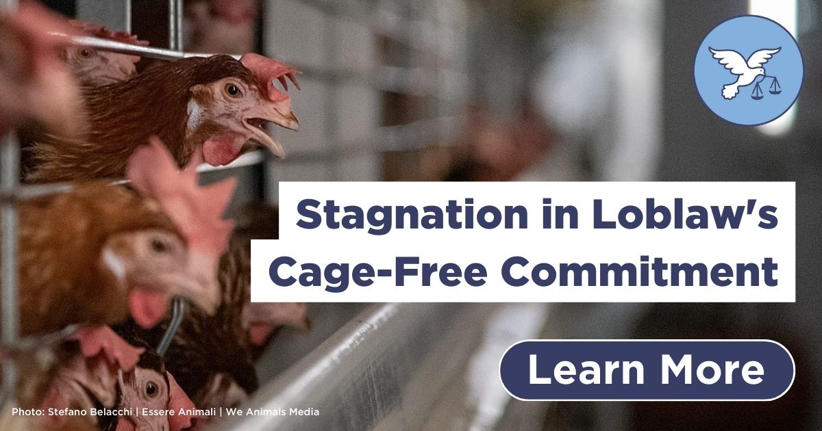 Stagnation in Loblaw's Cage-Free Commitment - Animal Justice