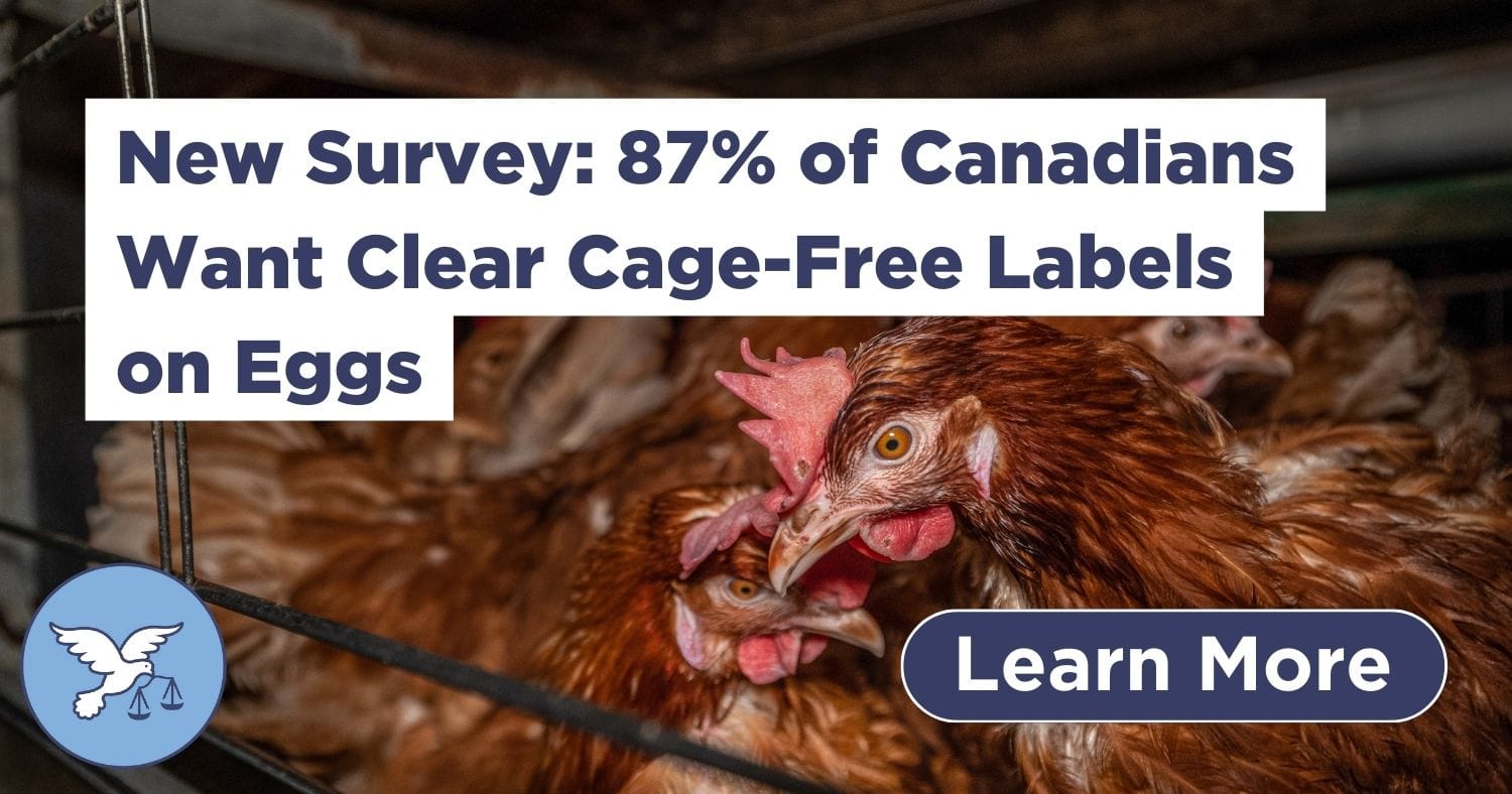New Survey: 87% of Canadians Want Clear Cage-Free Labels on Eggs ...