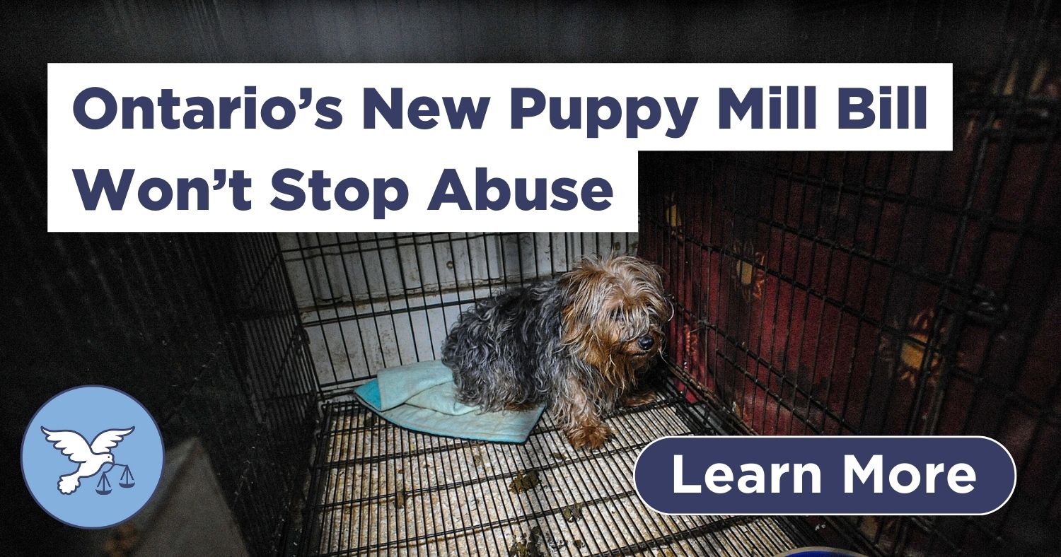 Ontario’s New Puppy Mill Bill Won’t Stop Abuse - Animal Justice