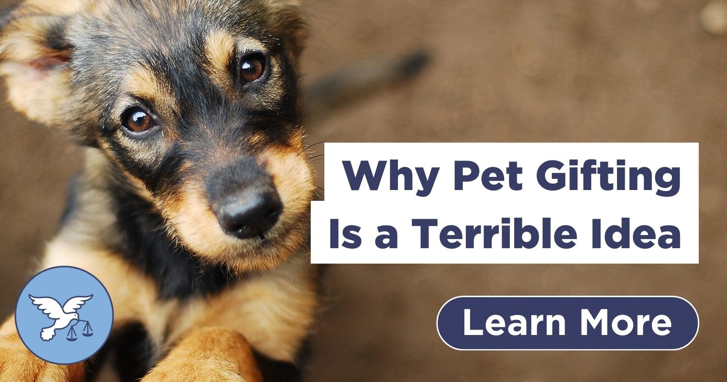 Why Pet Gifting Is a Terrible Idea - Animal Justice