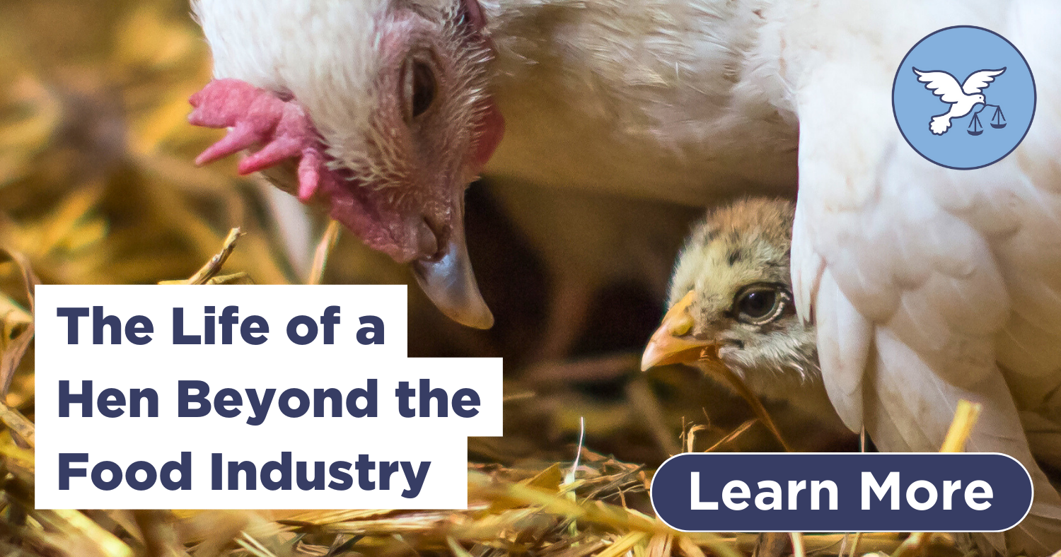 The Life of a Hen Beyond the Food Industry - Animal Justice