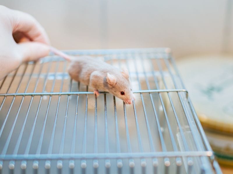 Public Consultation: Canada Developing Plan to End Toxicity Tests on ...