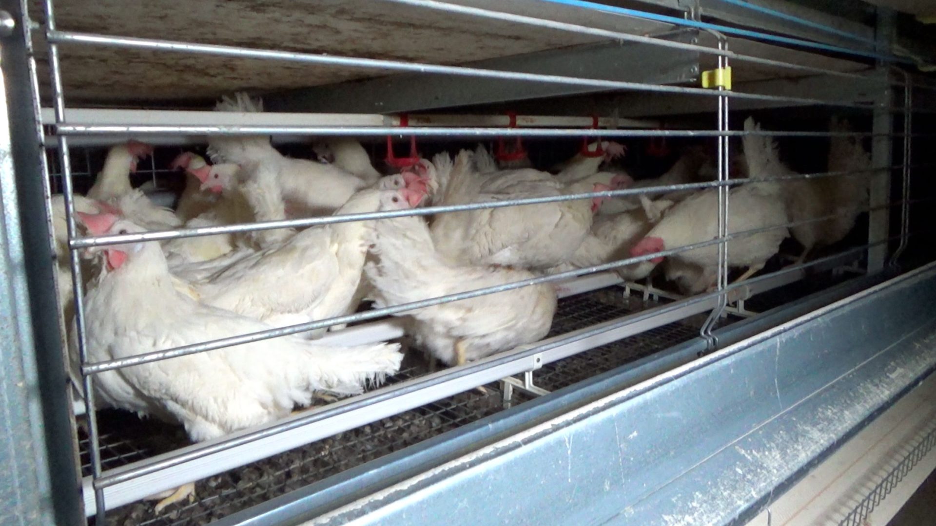 Street Campaign Exposes Burnbrae’s Deceptive Egg Marketing - Animal Justice