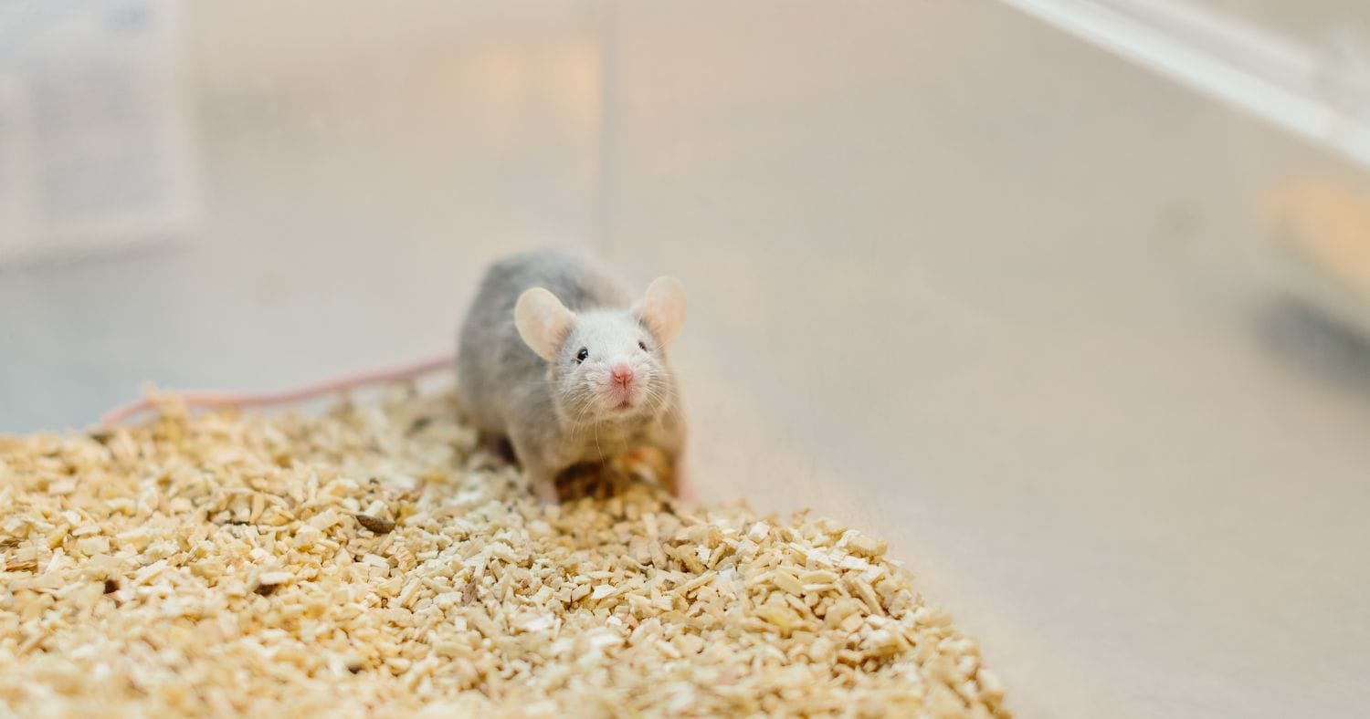 New Data: Millions of Mice, Fishes, Cows & Dogs Suffered in Canadian ...