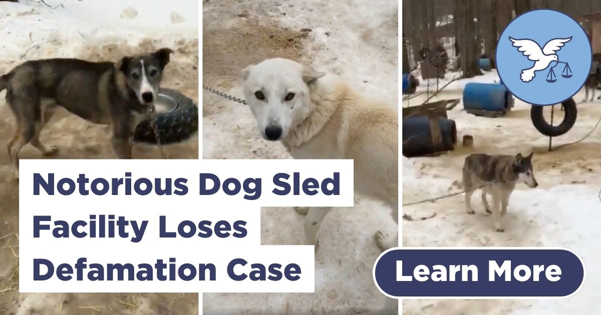 Notorious Dog Sled Facility Loses Defamation Case - Animal Justice