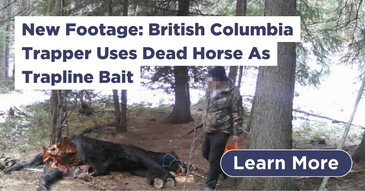 New Footage: BC Trapper Uses Dead Horse As Trapline Bait - Animal Justice