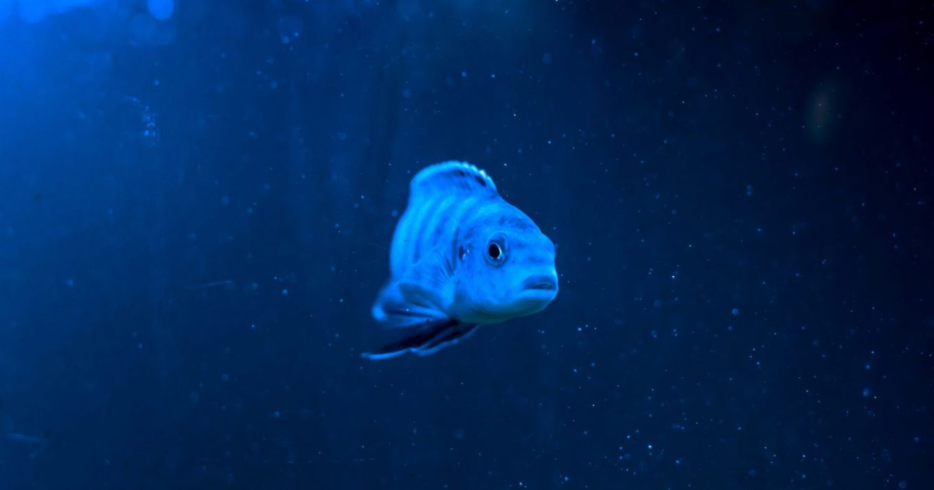 Canada's Lack of Fish Protection Laws Explained - Animal Justice