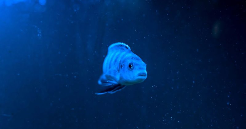 Canada's Lack of Fish Protection Laws Explained - Animal Justice