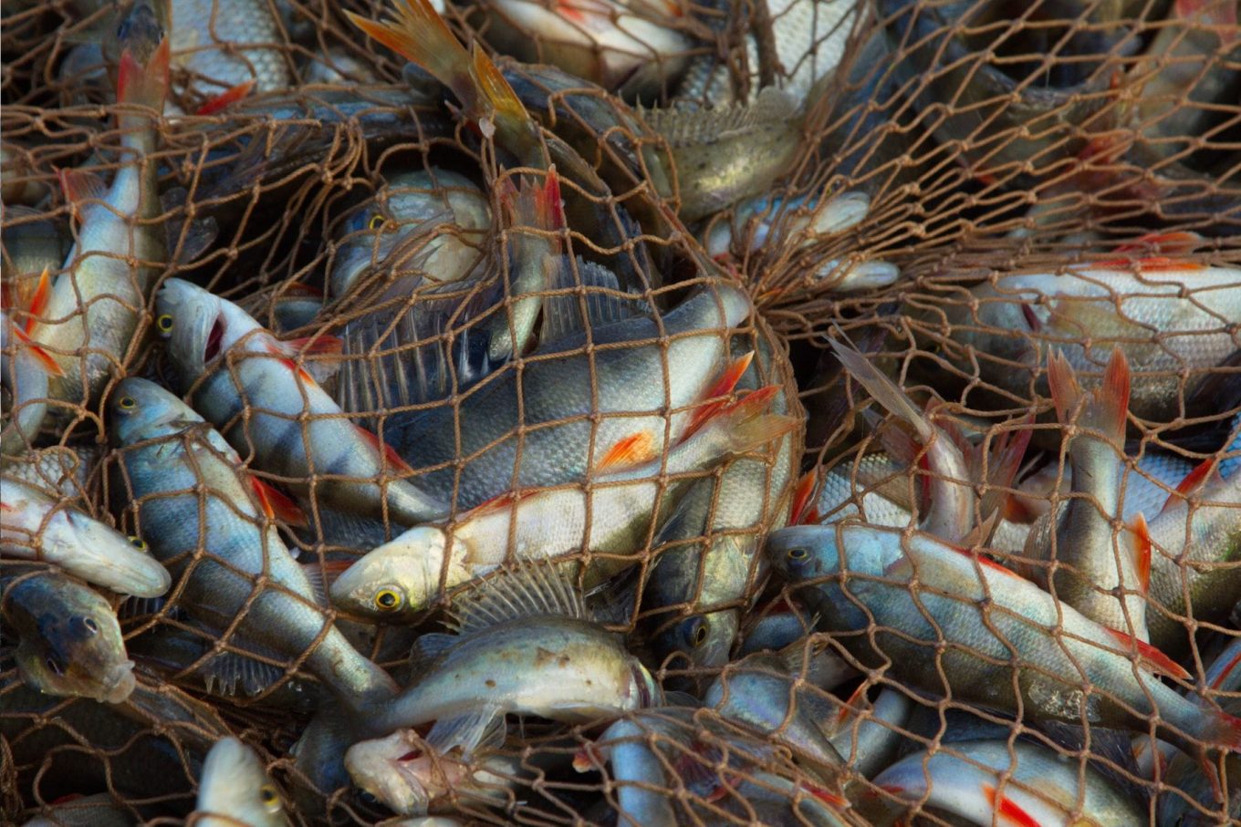 Canada's Lack of Fish Protection Laws Explained - Animal Justice