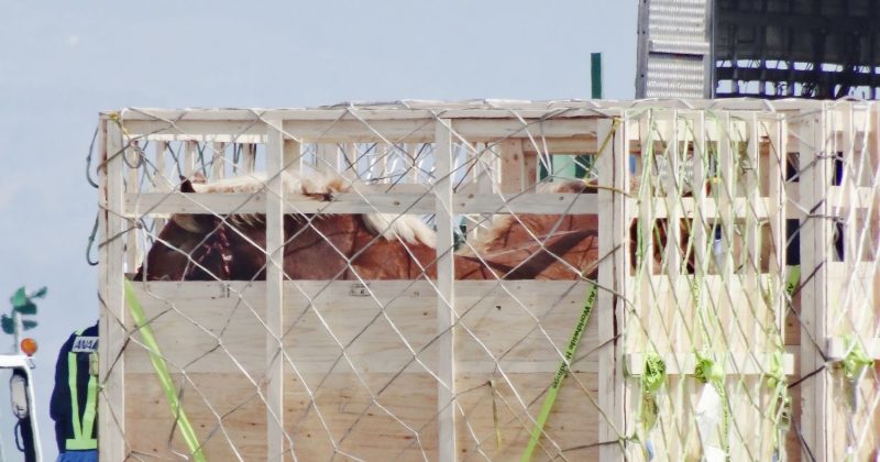 Animal Justice Charges Live Horse Exporter for Animal Transport ...