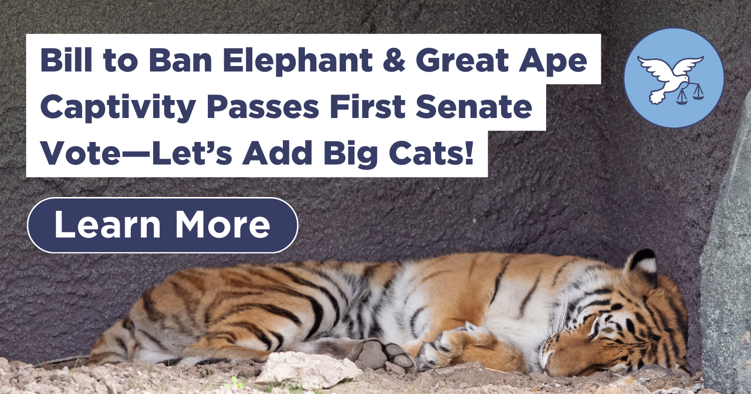Bill to Ban Elephant & Great Ape Captivity Passes First Senate Vote—Let’s Add Big Cats! - Animal ...