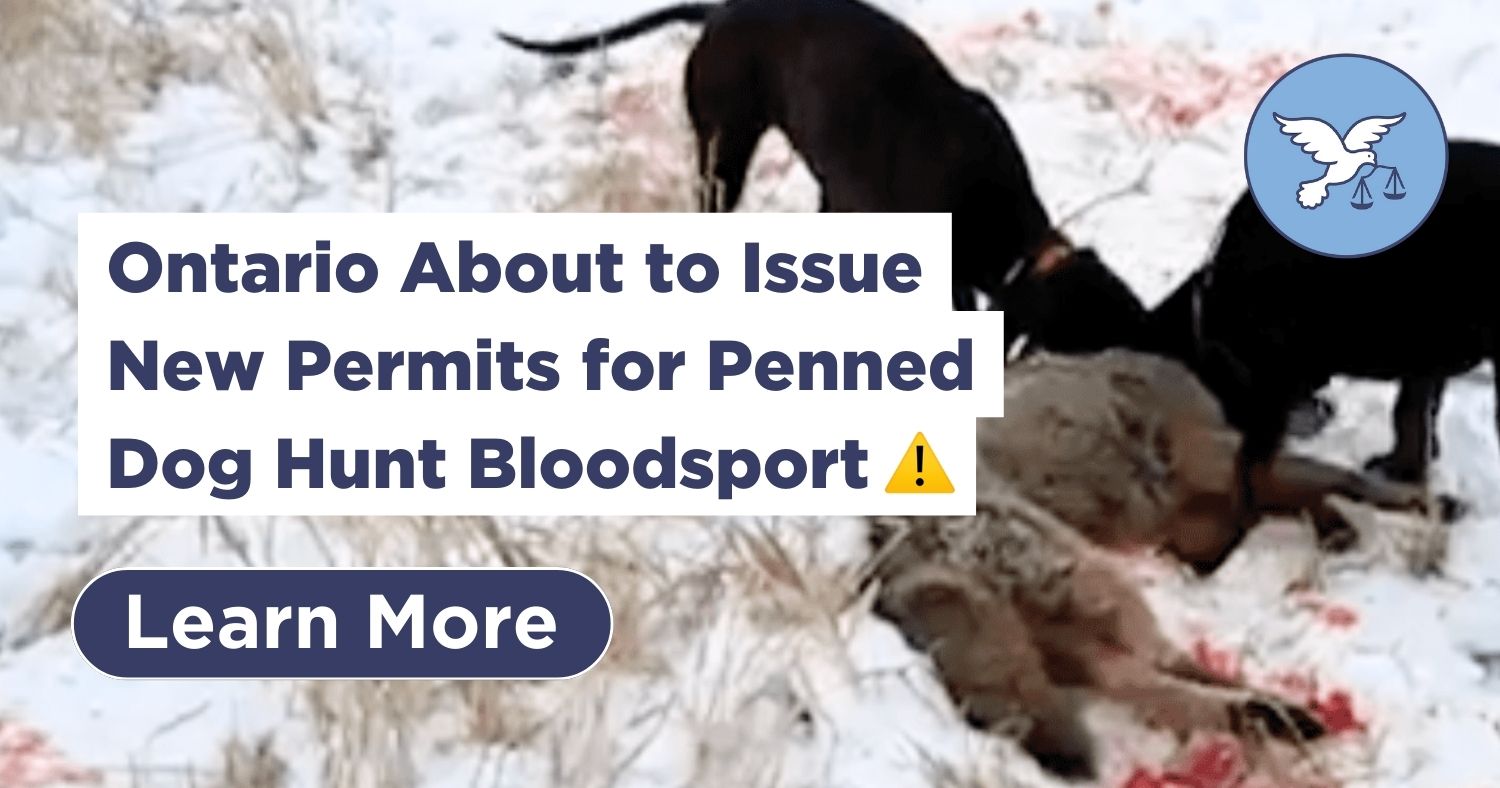 Ontario About to Issue New Permits for Penned Dog Hunt Bloodsport ...