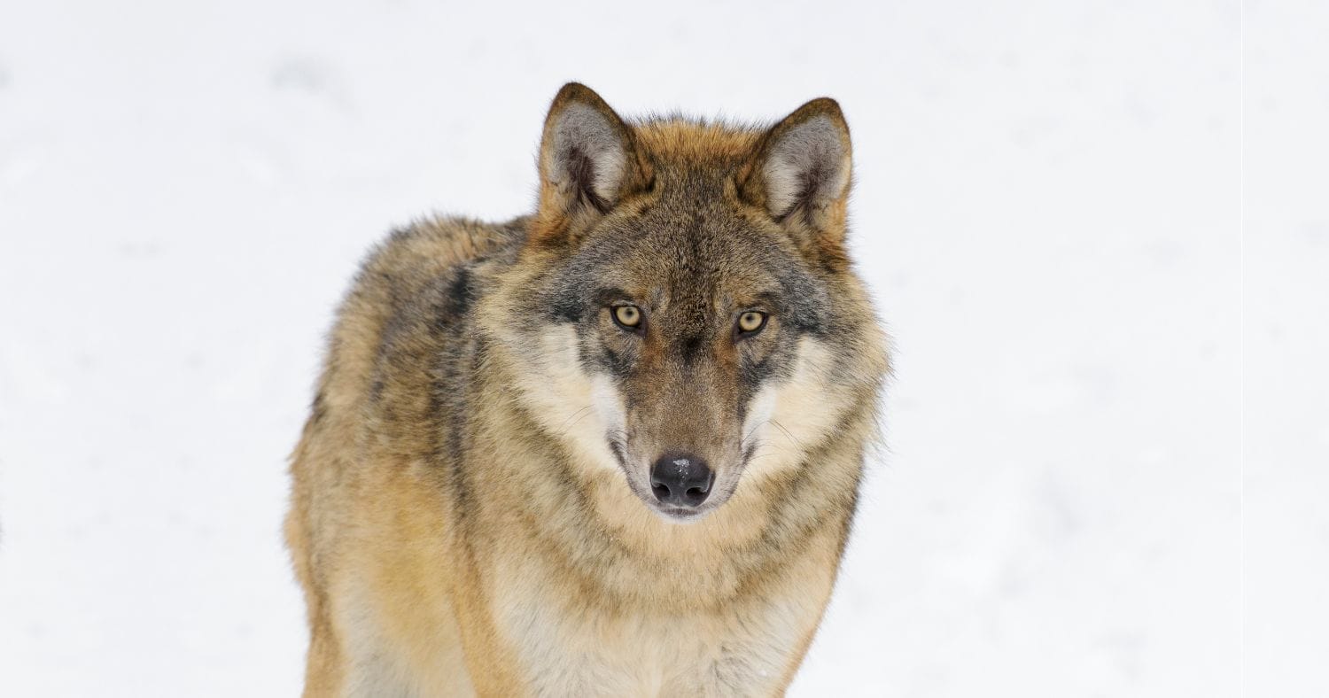 Victory! Canada Bans Wildlife Poisoning by Strychnine - Animal Justice