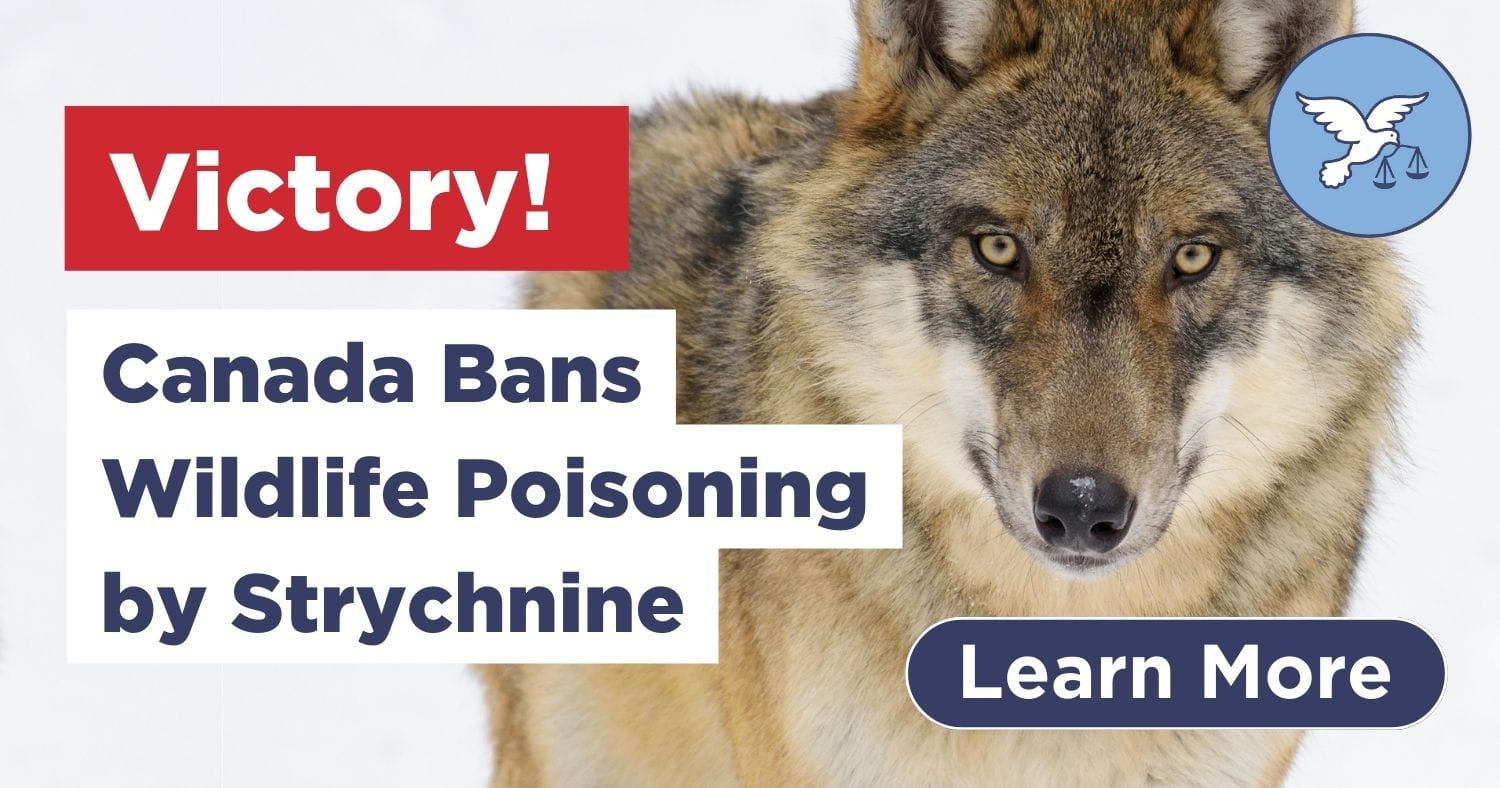 Victory! Canada Bans Wildlife Poisoning by Strychnine - Animal Justice