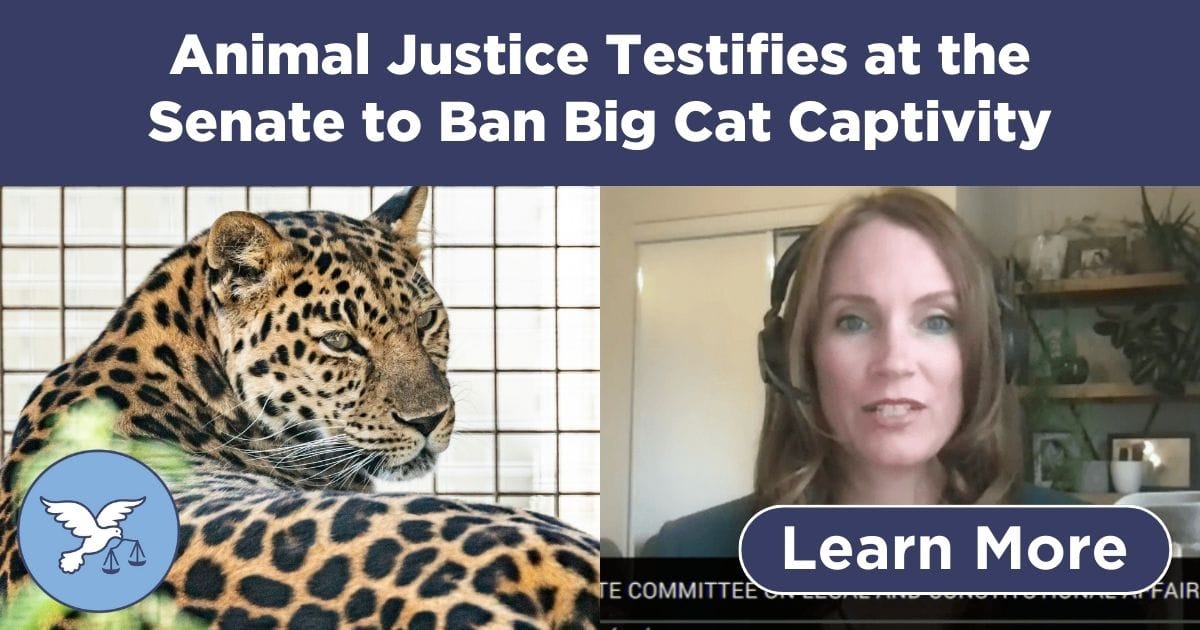 Animal Justice Testifies at the Senate to Ban Big Cat Captivity ...