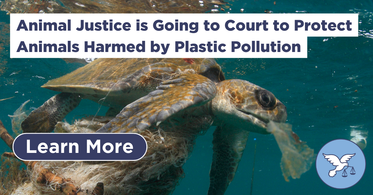 Animal Justice is Going to Court to Protect Animals Harmed by Plastic ...