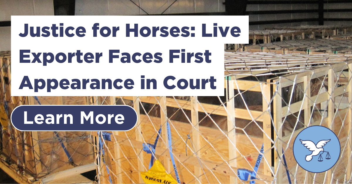 Justice for Horses: Live Exporter Faces First Appearance in Court ...