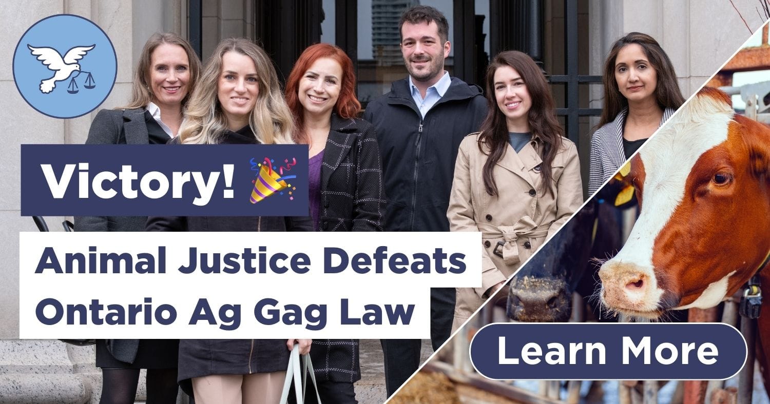 Victory! Animal Justice Defeats Ontario Ag Gag Law in Court - Animal ...
