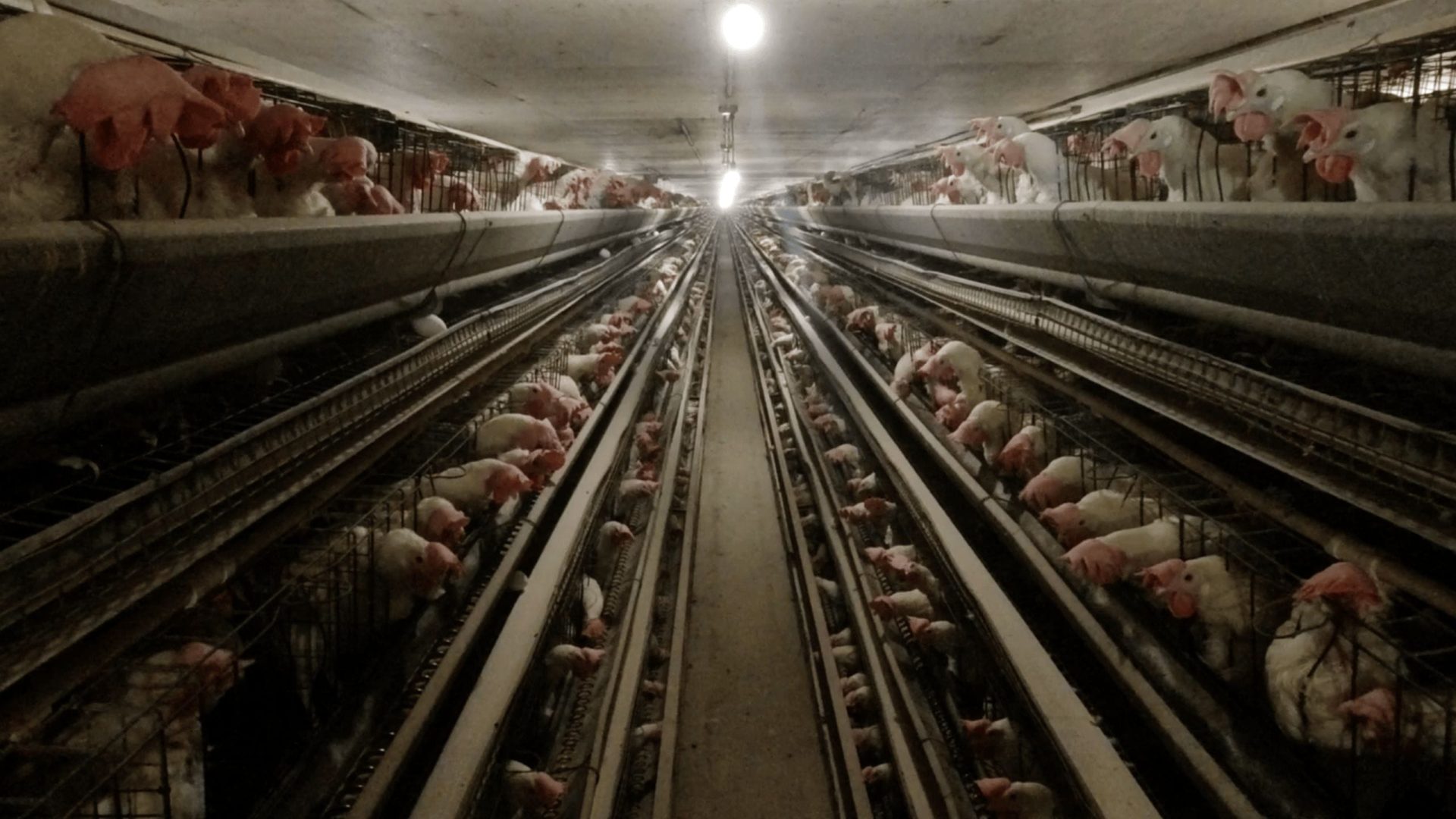 Caged Cruelty: Hidden-Camera Footage Shows Hens Suffering in Egg Farm ...