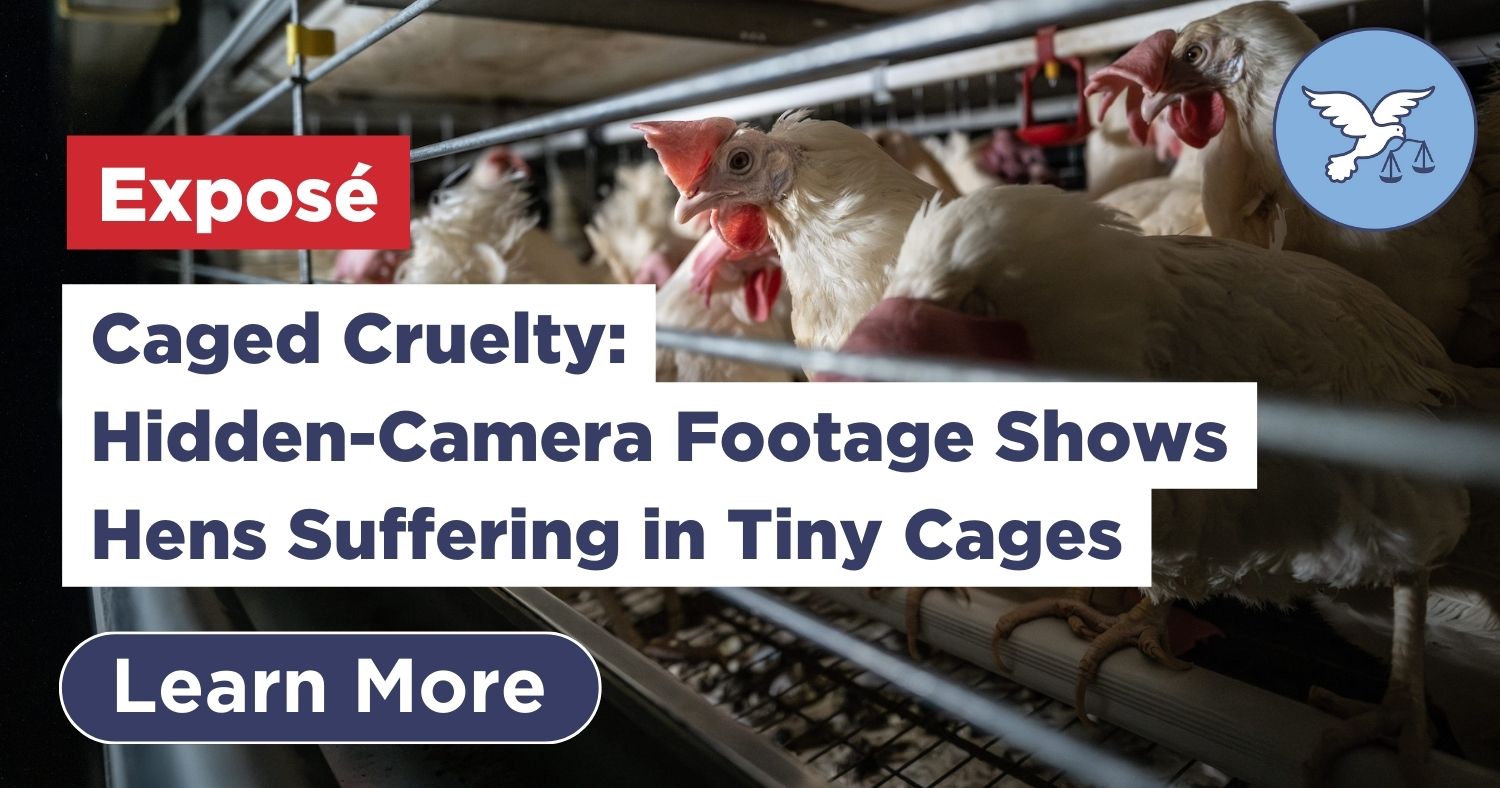 Caged Cruelty: Hidden-Camera Footage Shows Hens Suffering in Egg Farm ...