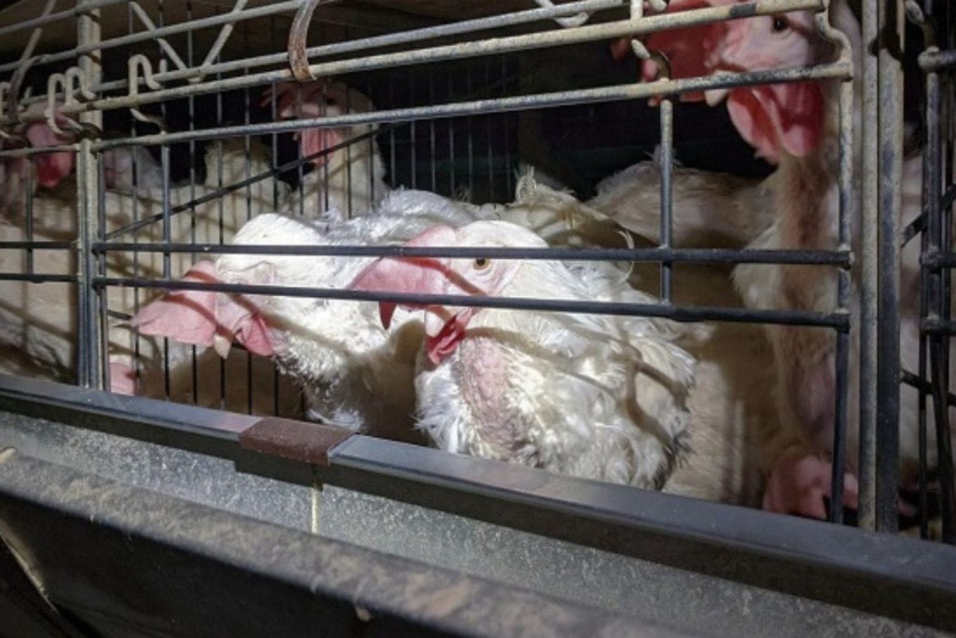 Victory! Animal Justice Defeats Ontario Ag Gag Law in Court - Animal ...
