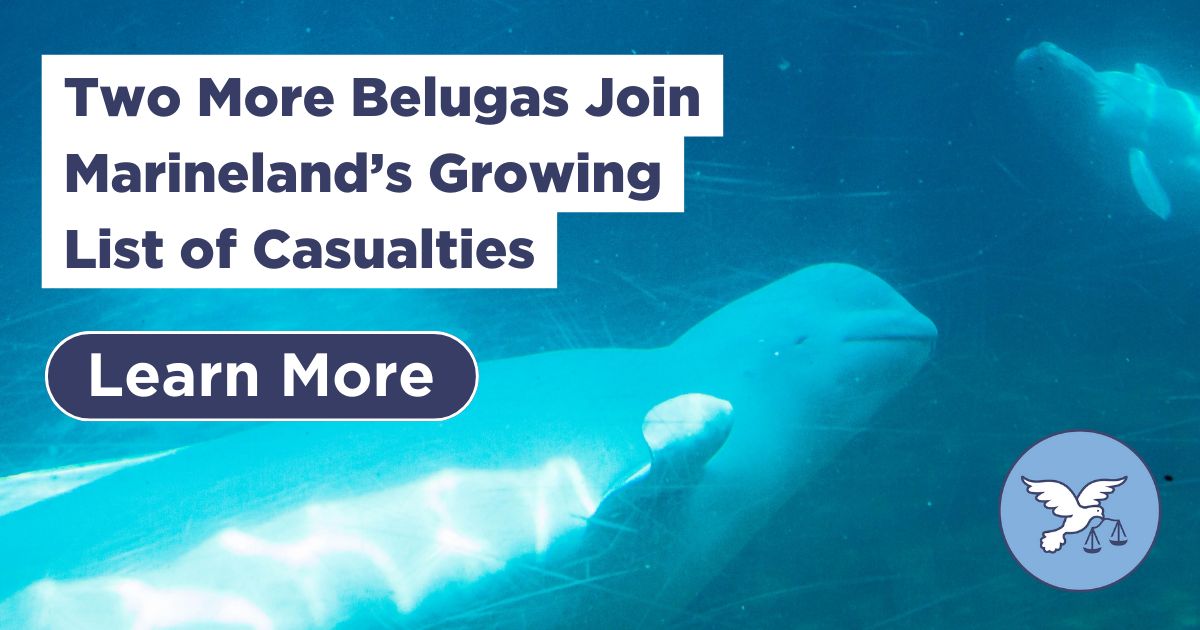 Two More Belugas Join Marineland’s Growing List of Casualties - Animal ...
